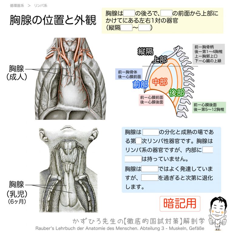 胸腺の位置と外観 | 徹底的解剖学（かずひろ先生 解剖学）