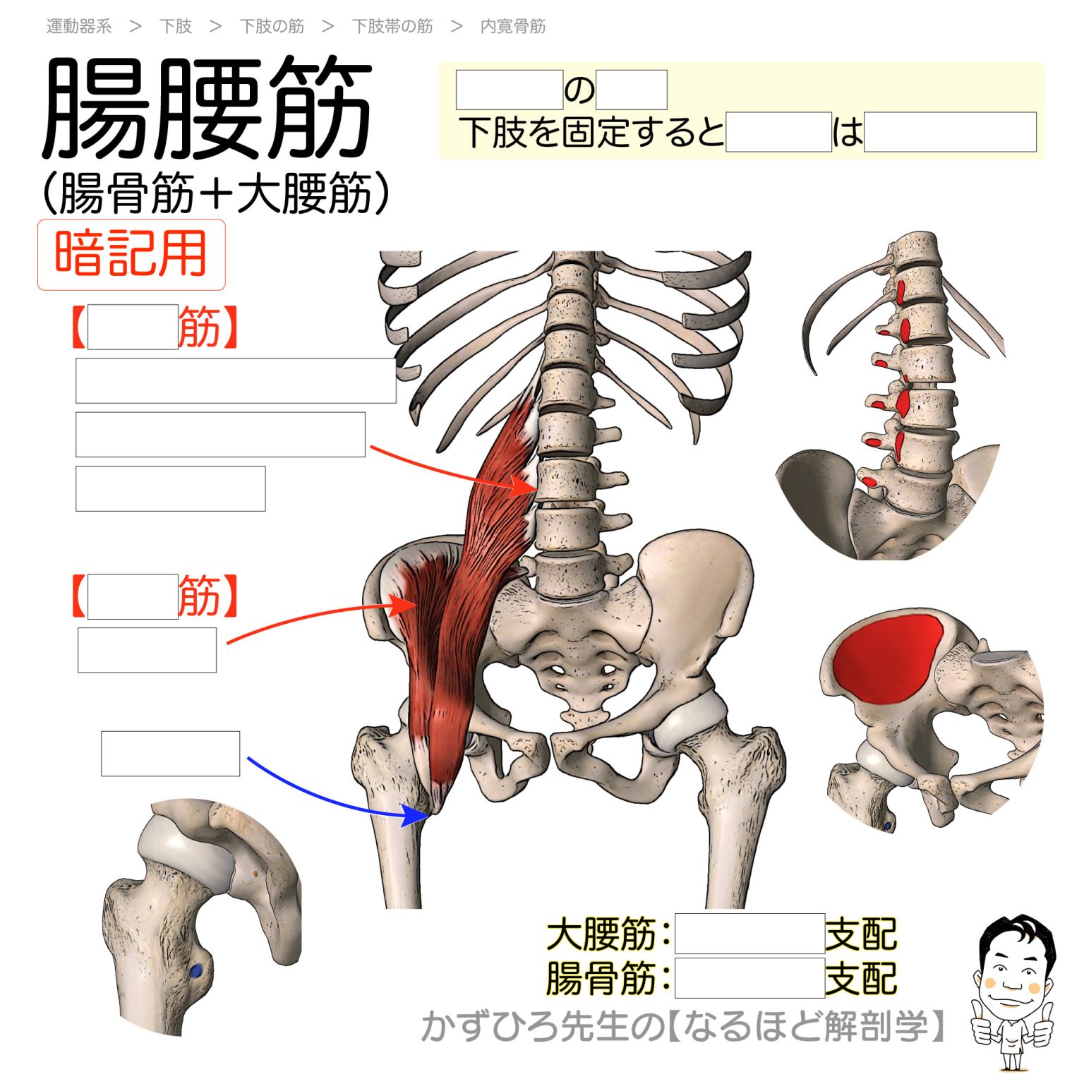 腸腰筋（iliopsoas）｜大腰筋+ 腸骨筋 起始・停止・支配神経 | 徹底的解剖学（かずひろ先生 解剖学）